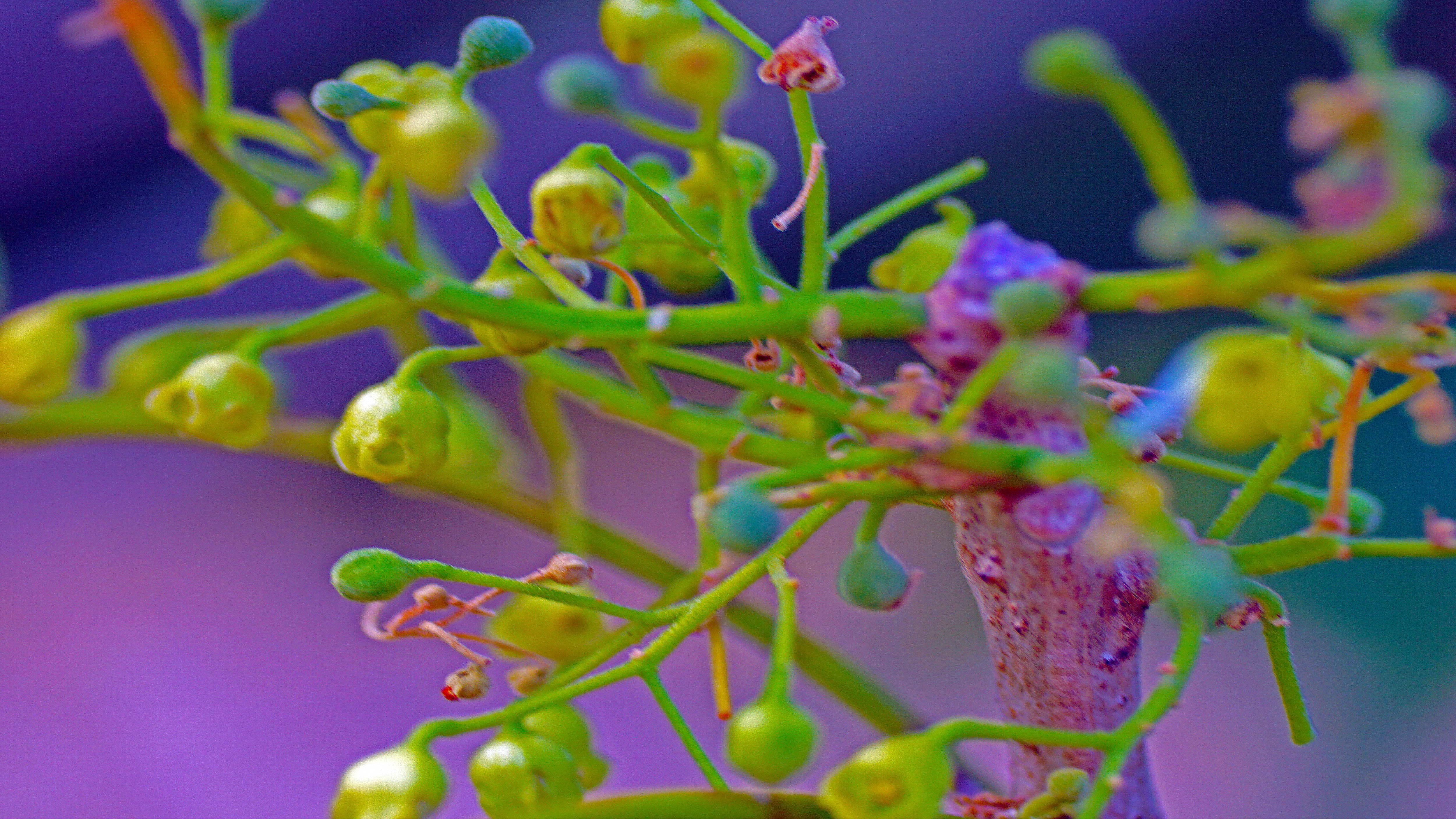 CREATE NEW PRODUCTS RICH IN POLYPHENOLS - BOTANICAL INNOVATIONS